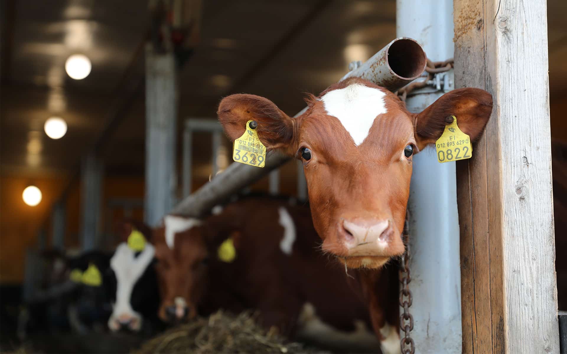 Pohjois-Suomen lomituspalvelut | Tervolan kunta