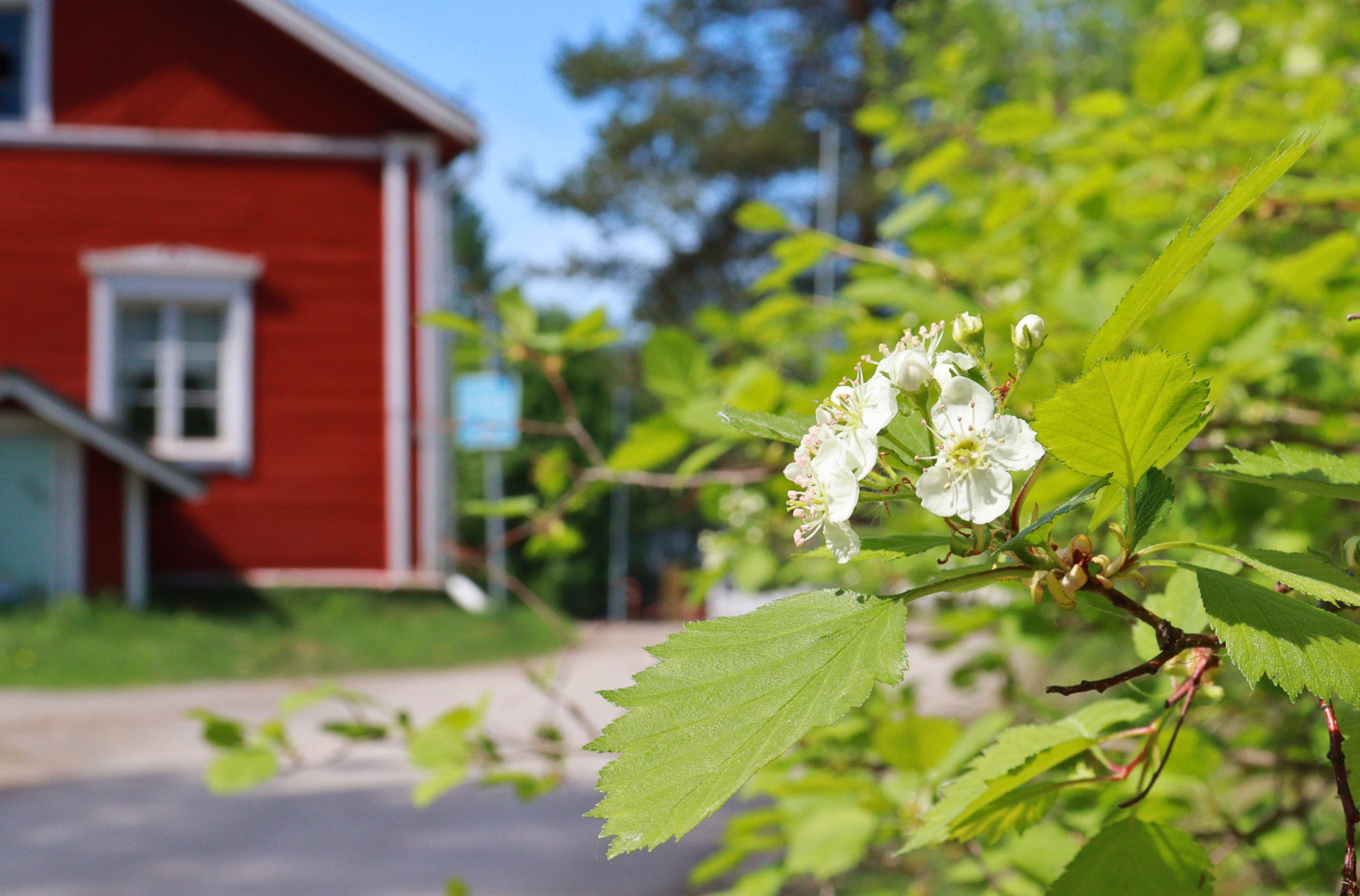 Living in Tervola | Tervolan kunta